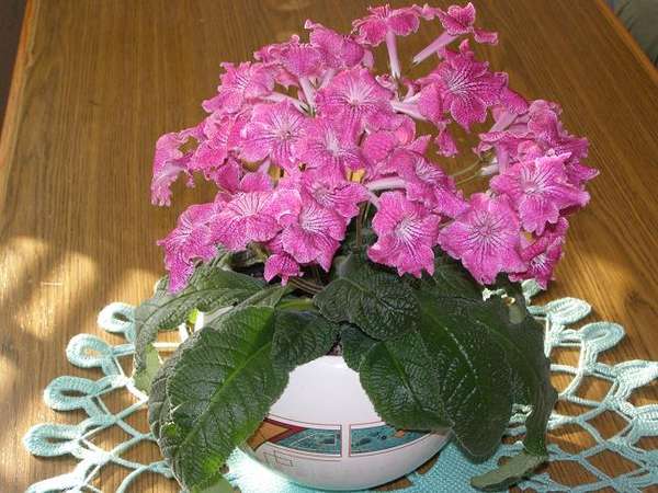 Комнатные растения. Стрептокарпус — Блог Три и ночка